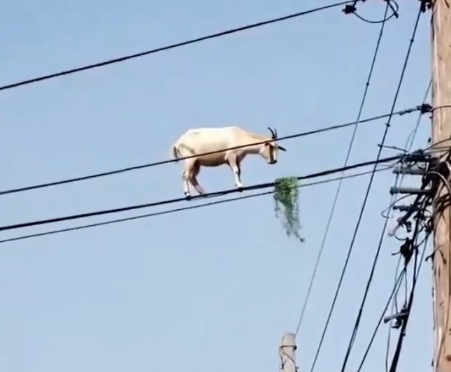 GOT YOUR GOAT? Is This Viral Video Of Gravity-Defying Goat For Real?