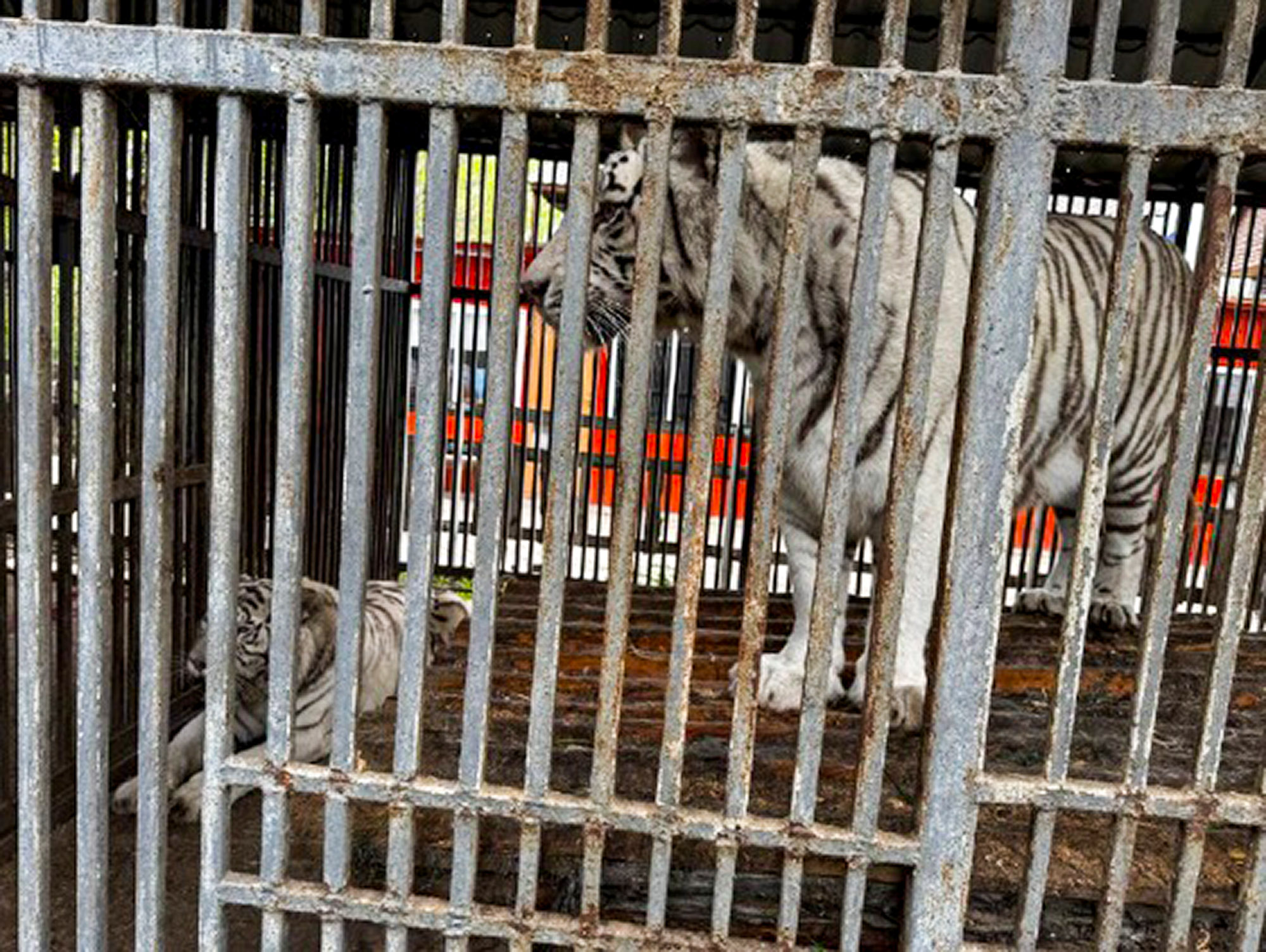 TIGER TERROR: Rare White Tiger Savages Keeper To Death At Feeding Time