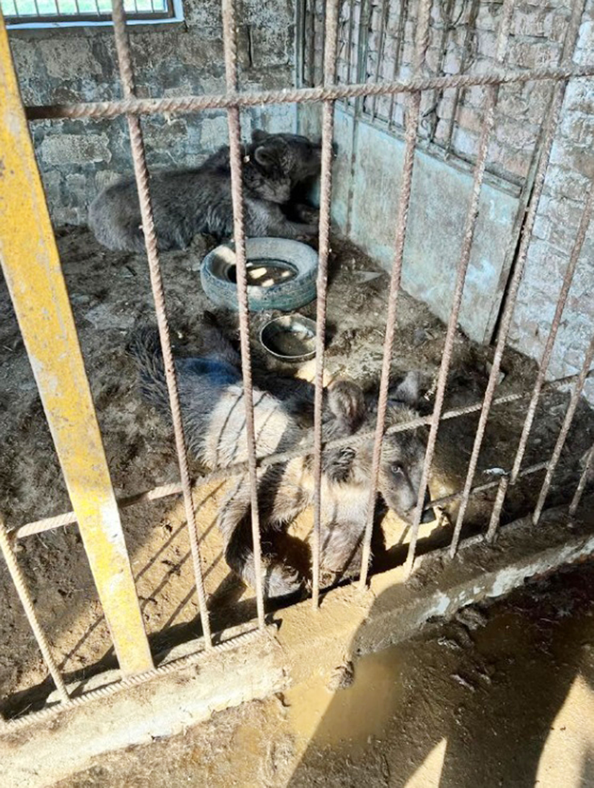 HOW COULD ZOO? Heartbreak Of Sickly Animals Starved In Macabre Menagerie
