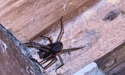 AIR BN-FLEE - Terrified Scientist Flees Room Infested With Deadly Flesh ...