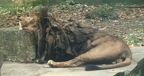 WILD LOOK – Lion At Zoo Nicknamed 'The Beggar Lion' For His Scruffy ...