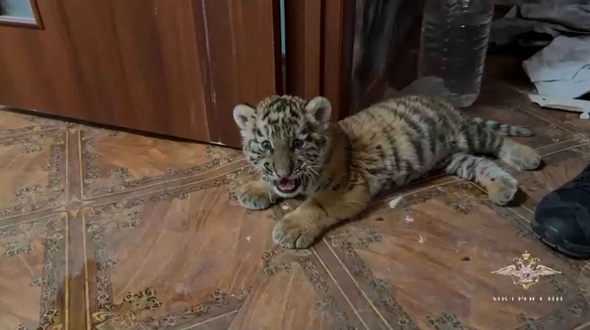 TORN OFF A STRIPE - Police Seize Man With Endangered Pet Tiger Cub In ...